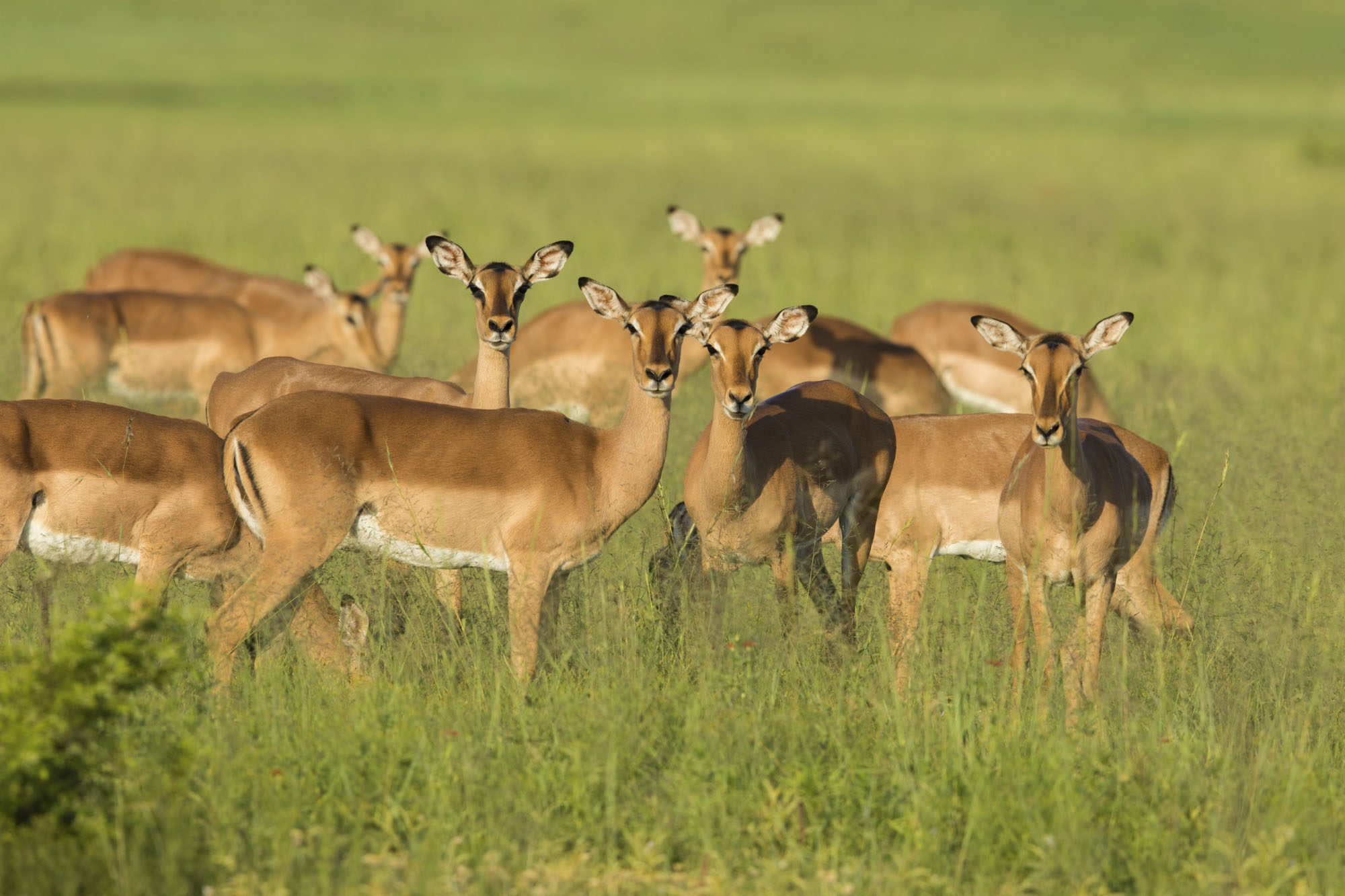 Game Lodge Accommodation Rates | Ndaka Safari Lodge