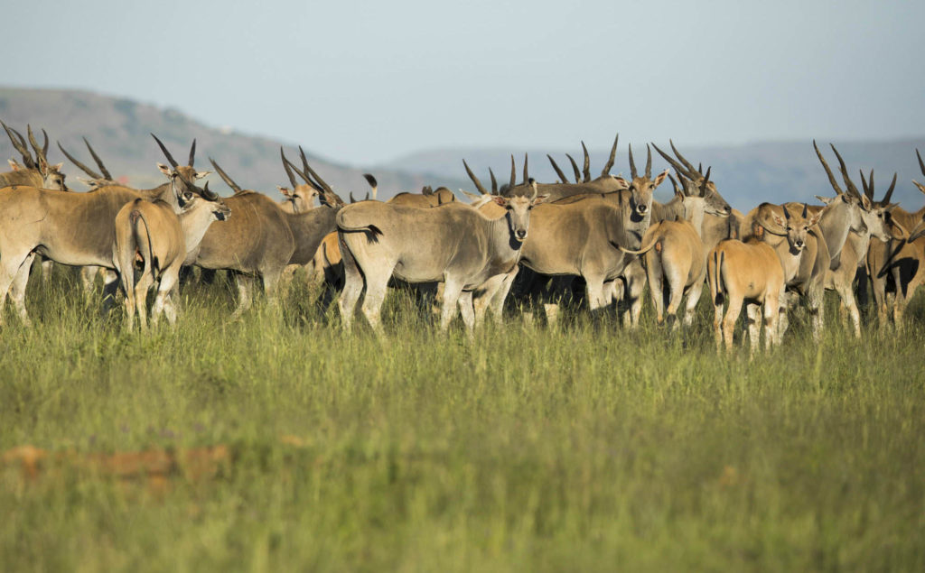 Ndaka Safari Lodge | Situated in the Nambiti Big 5 Private Game Reserve