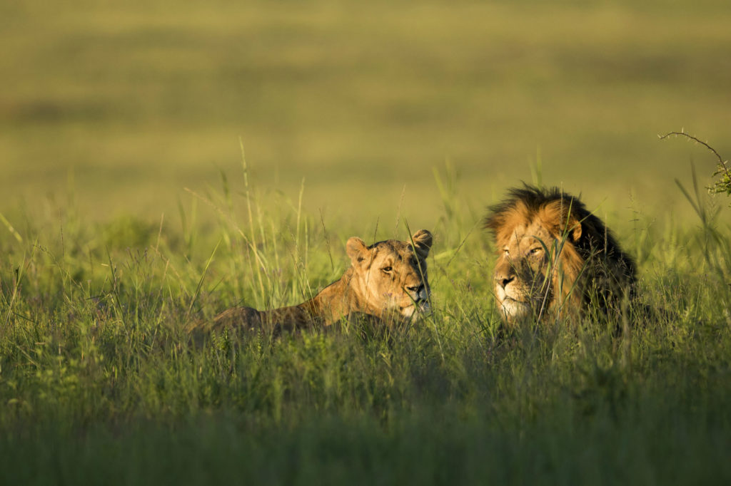 Ndaka Safari Lodge | Nambiti Big 5 Private Game Reserve Family Safari